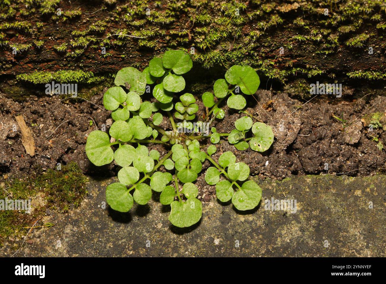 hairy bittercress (Cardamine hirsuta Stock Photo - Alamy