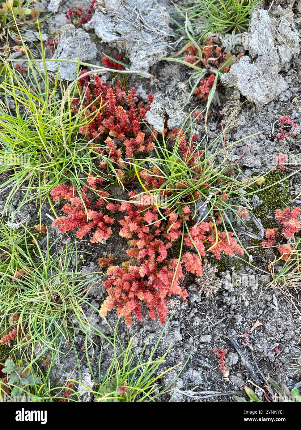 sand pygmyweed (Crassula connata Stock Photo - Alamy