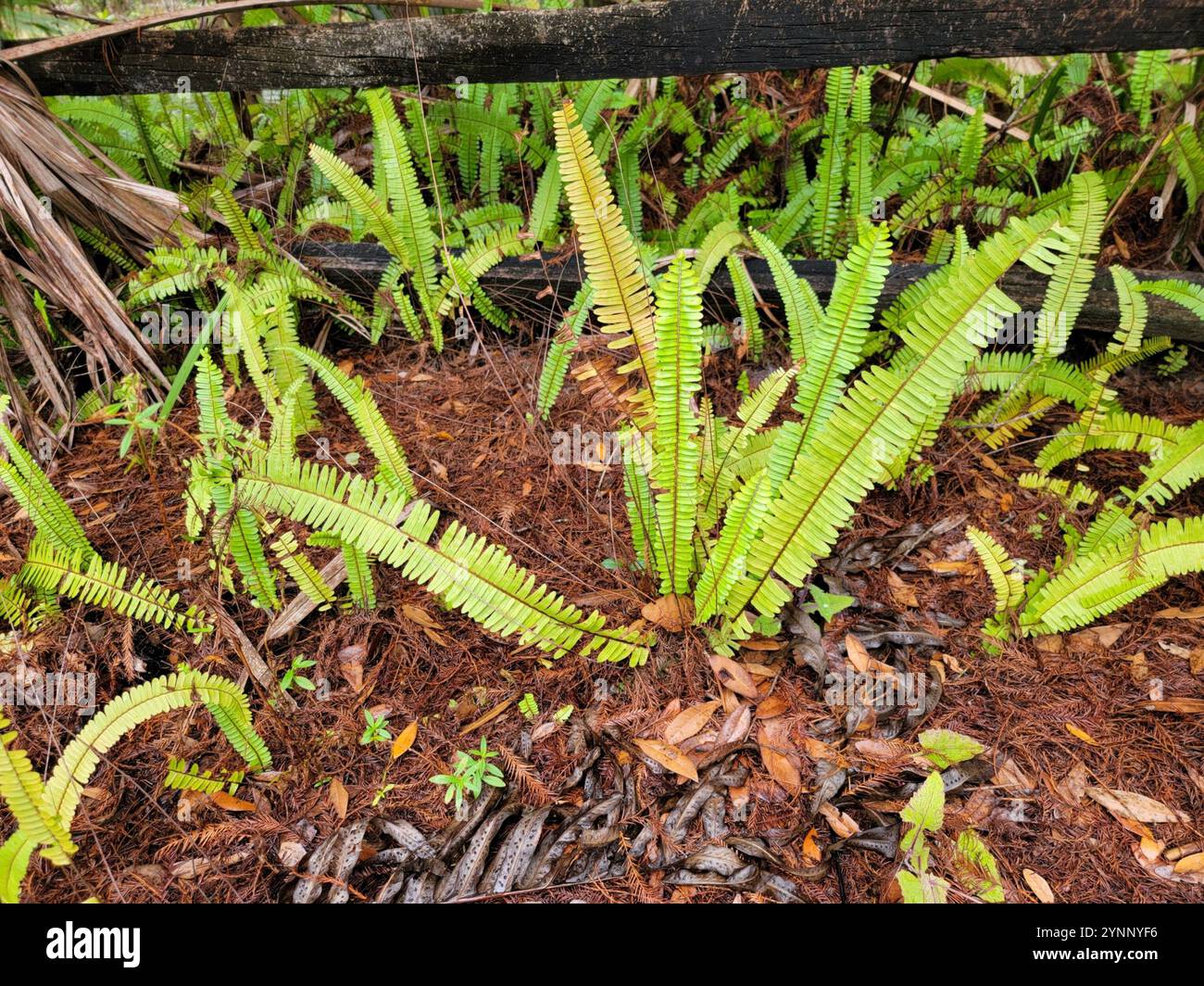 Fishbone Fern (Nephrolepis cordifolia Stock Photo - Alamy