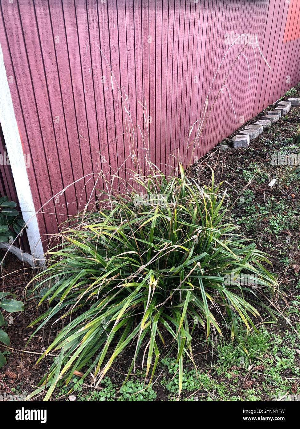 Hanging sedge (Carex pendula Stock Photo - Alamy