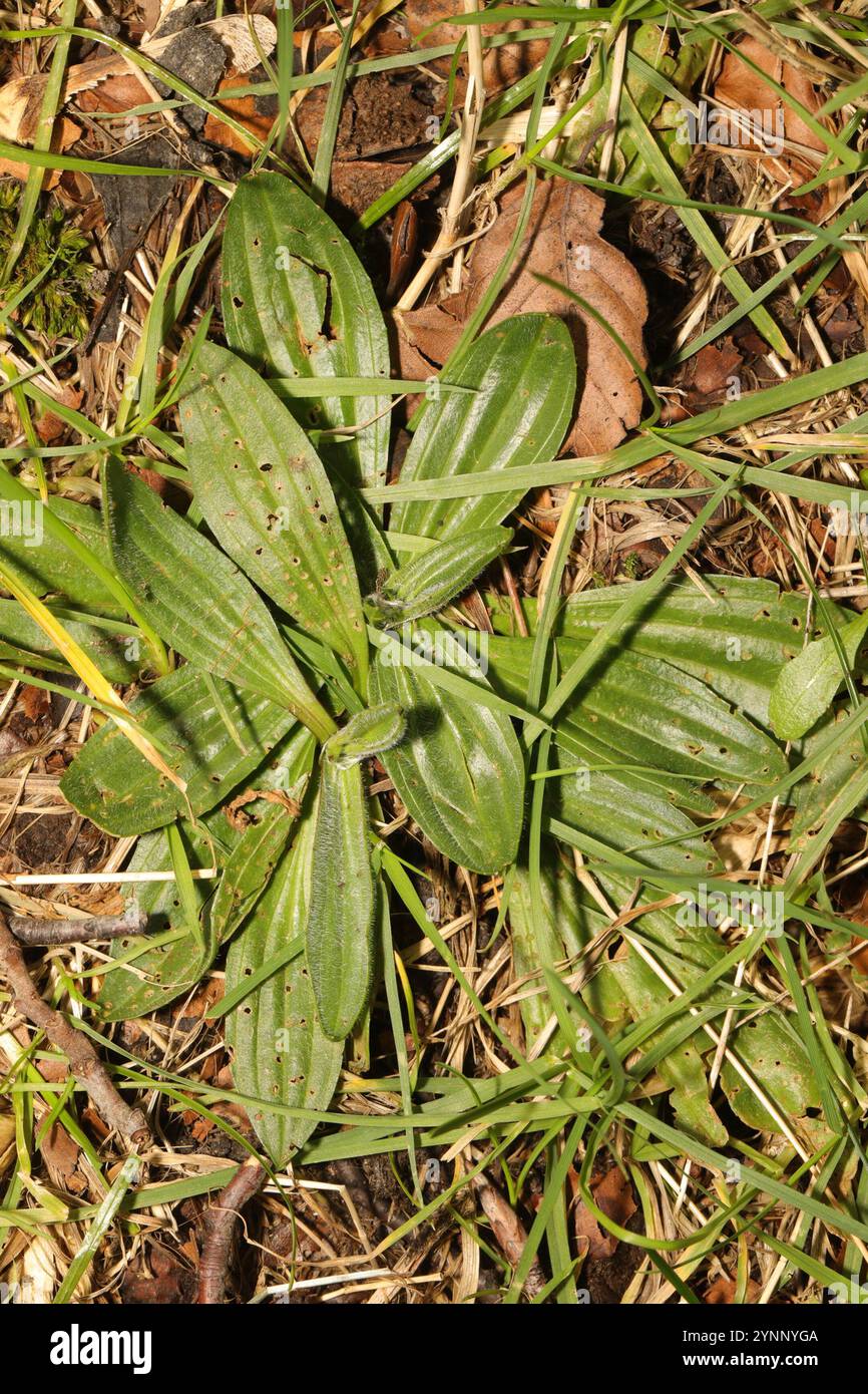 ribwort plantain (Plantago lanceolata Stock Photo - Alamy