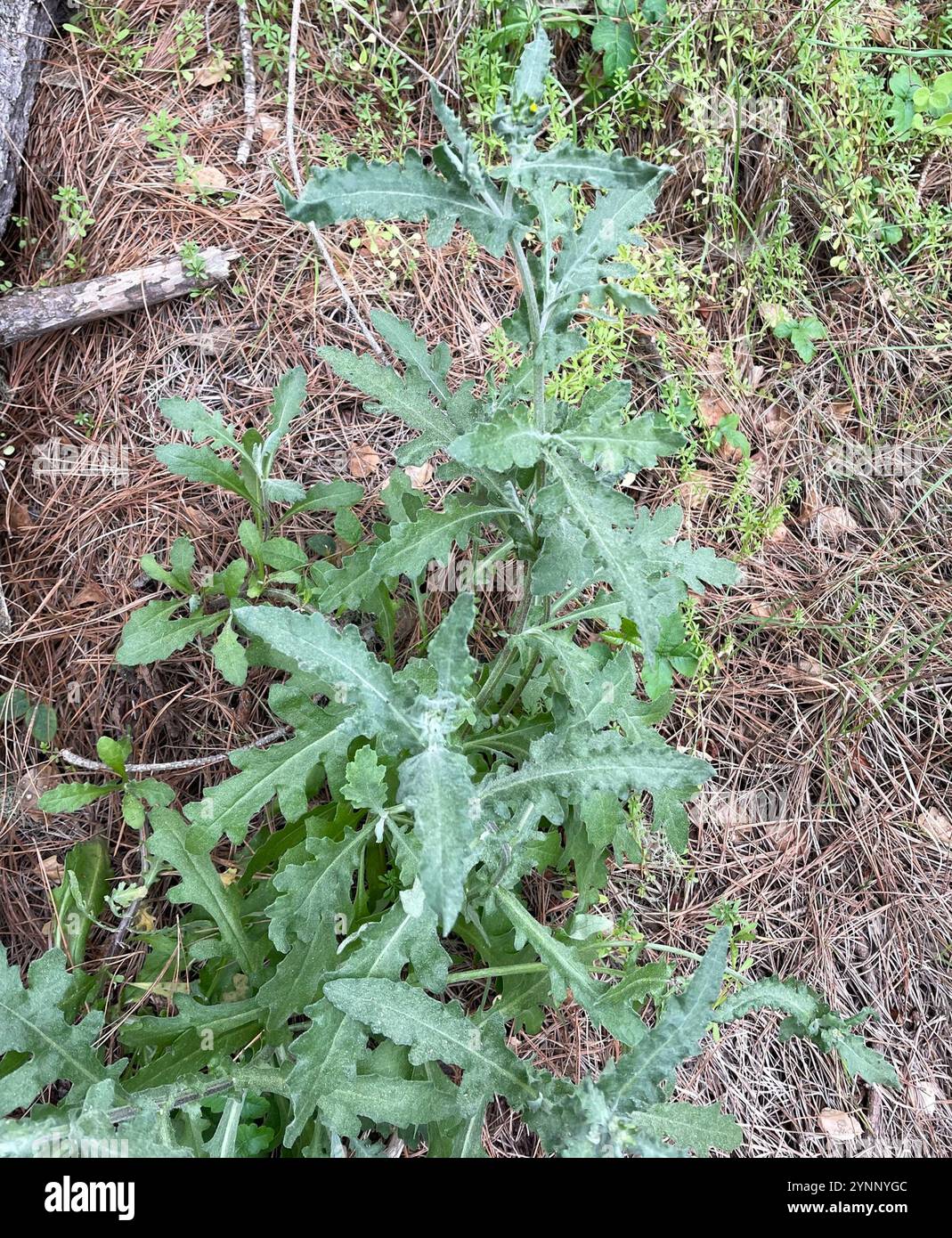 Cutleaf burnweed (Senecio glomeratus Stock Photo - Alamy