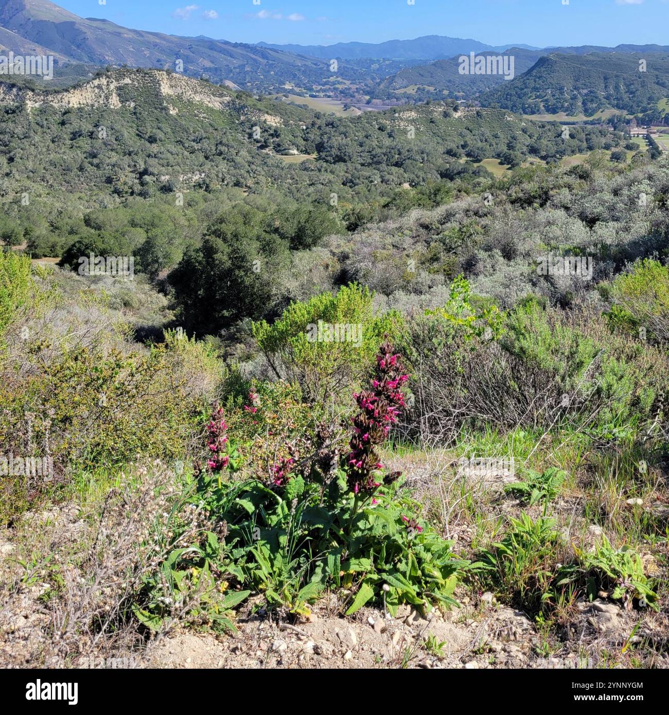 Hummingbird Sage (Salvia spathacea Stock Photo - Alamy
