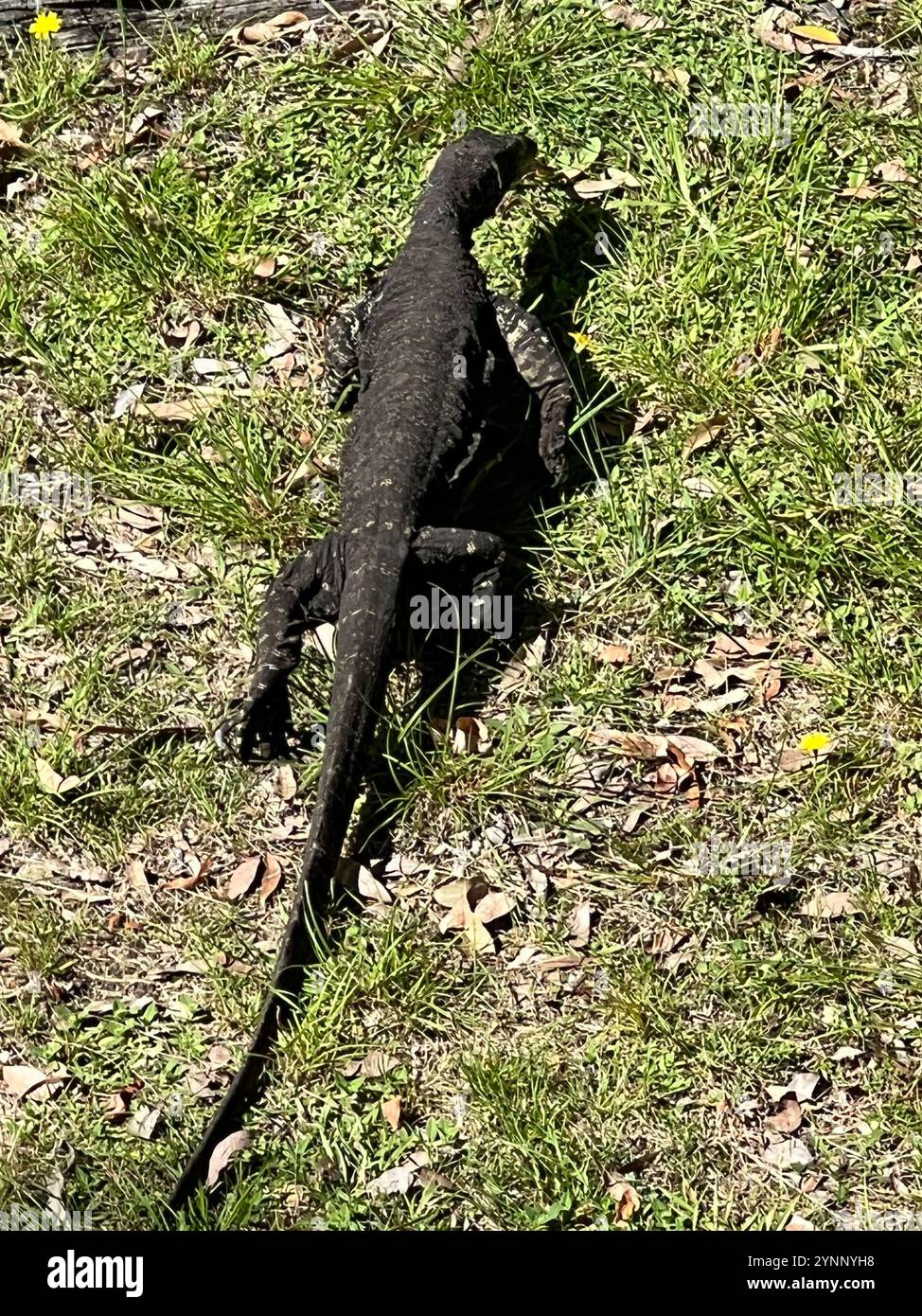 Lace Monitor (Varanus varius Stock Photo - Alamy