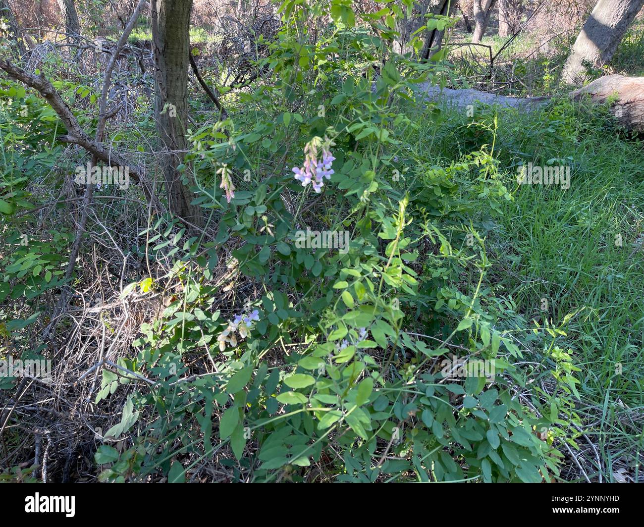 Pacific pea (Lathyrus vestitus Stock Photo - Alamy