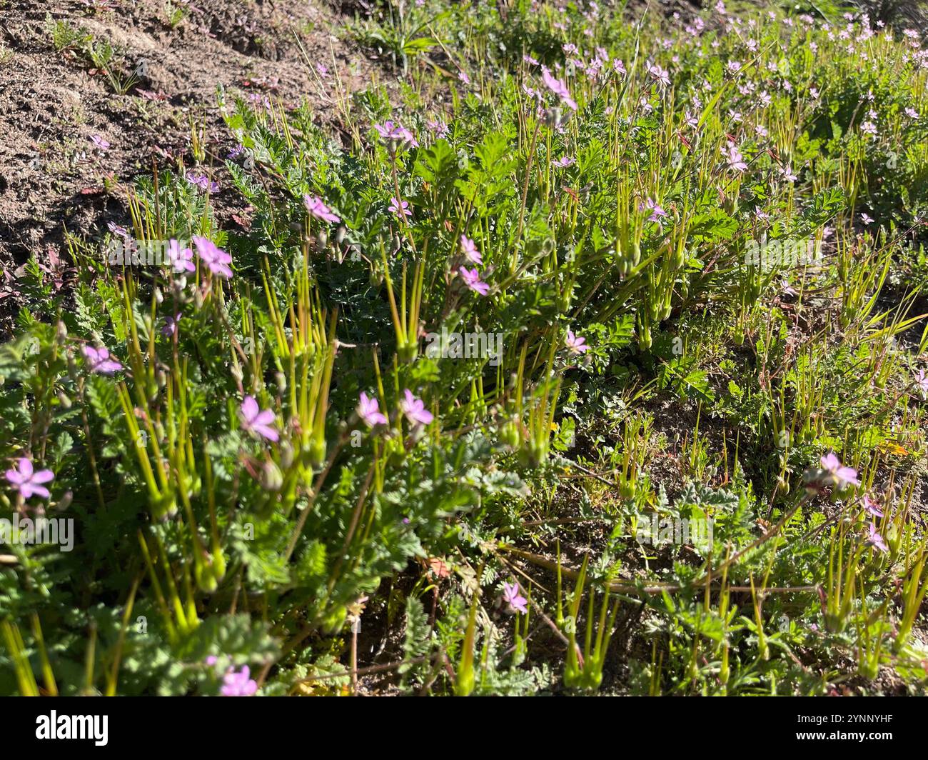 Redstem Stork's-bill (Erodium cicutarium Stock Photo - Alamy