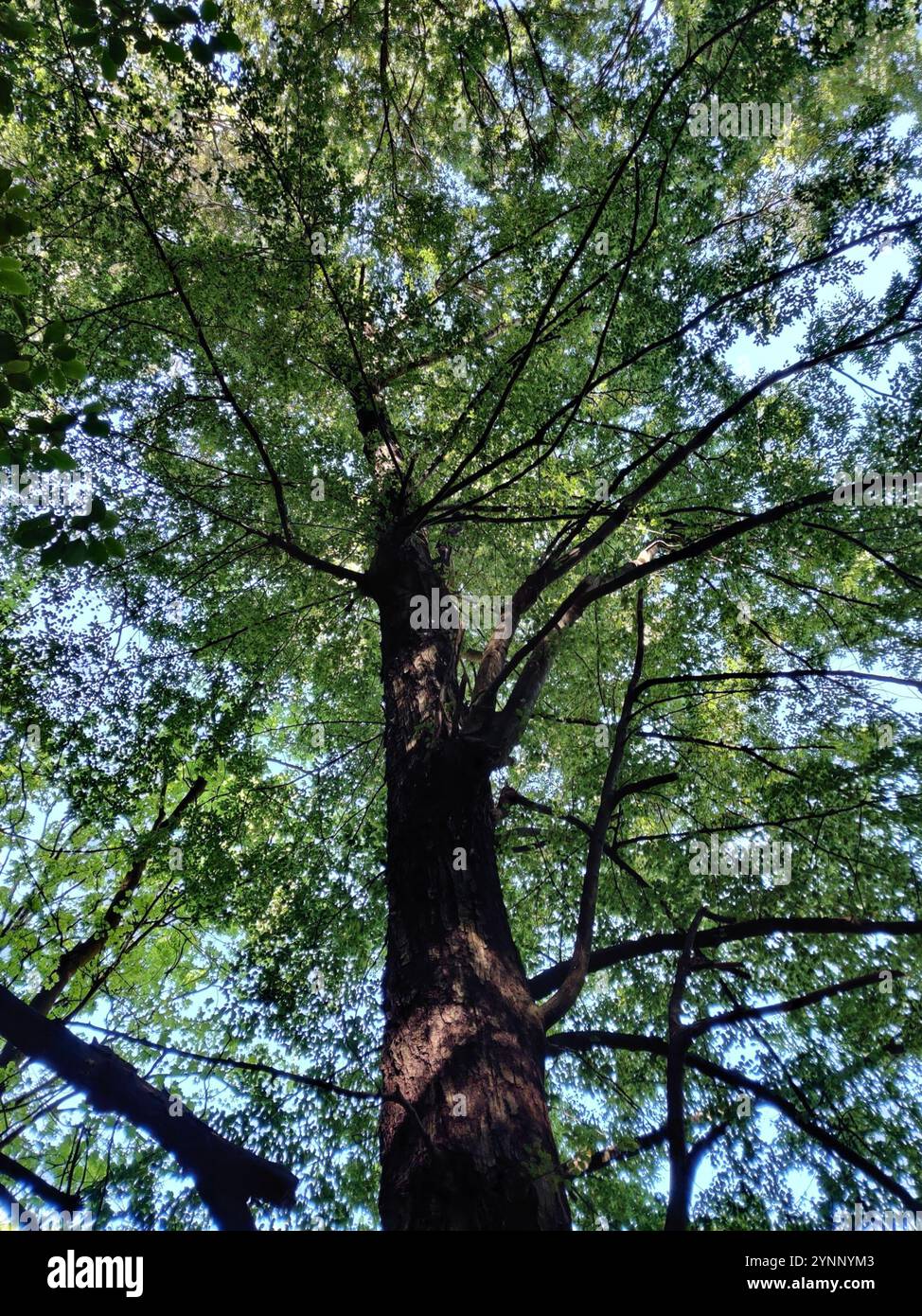 Nothofagus fusca hi-res stock photography and images - Alamy
