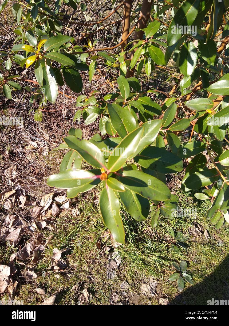 Pacific madrone (Arbutus menziesii Stock Photo - Alamy
