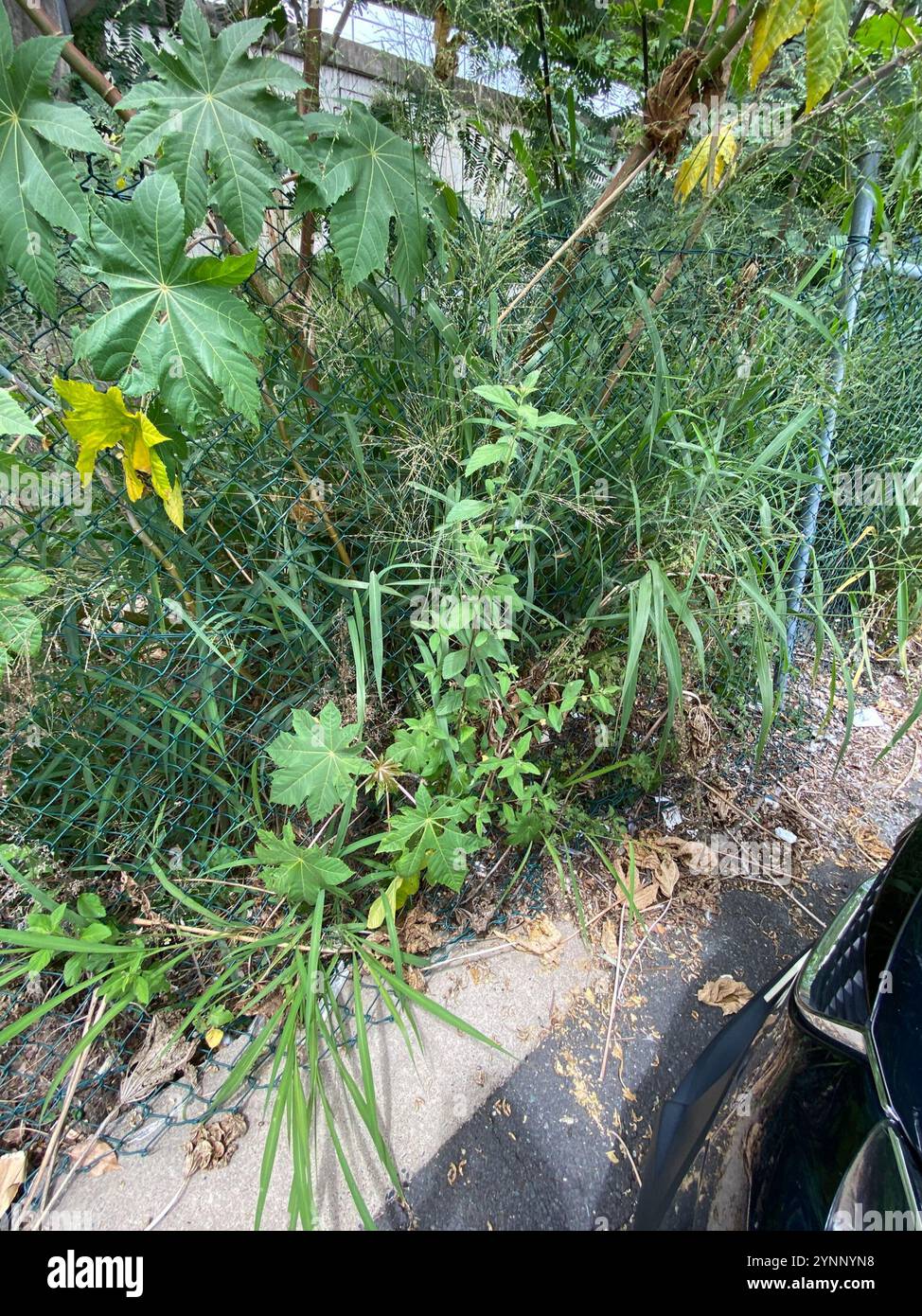 Cuban jute (Sida rhombifolia Stock Photo - Alamy