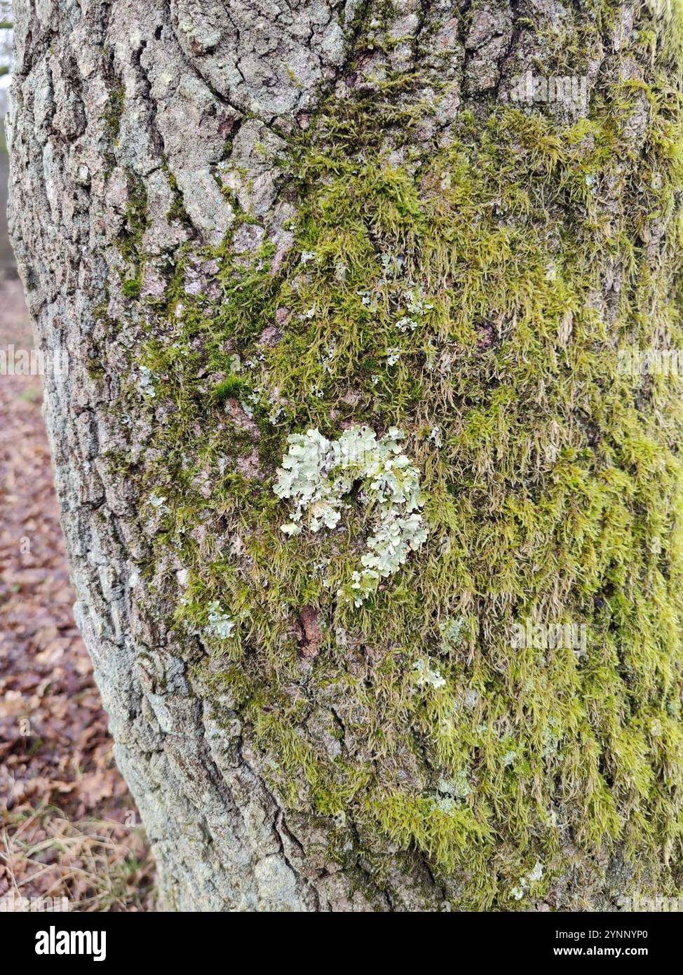 common greenshield lichen (Flavoparmelia caperata Stock Photo - Alamy