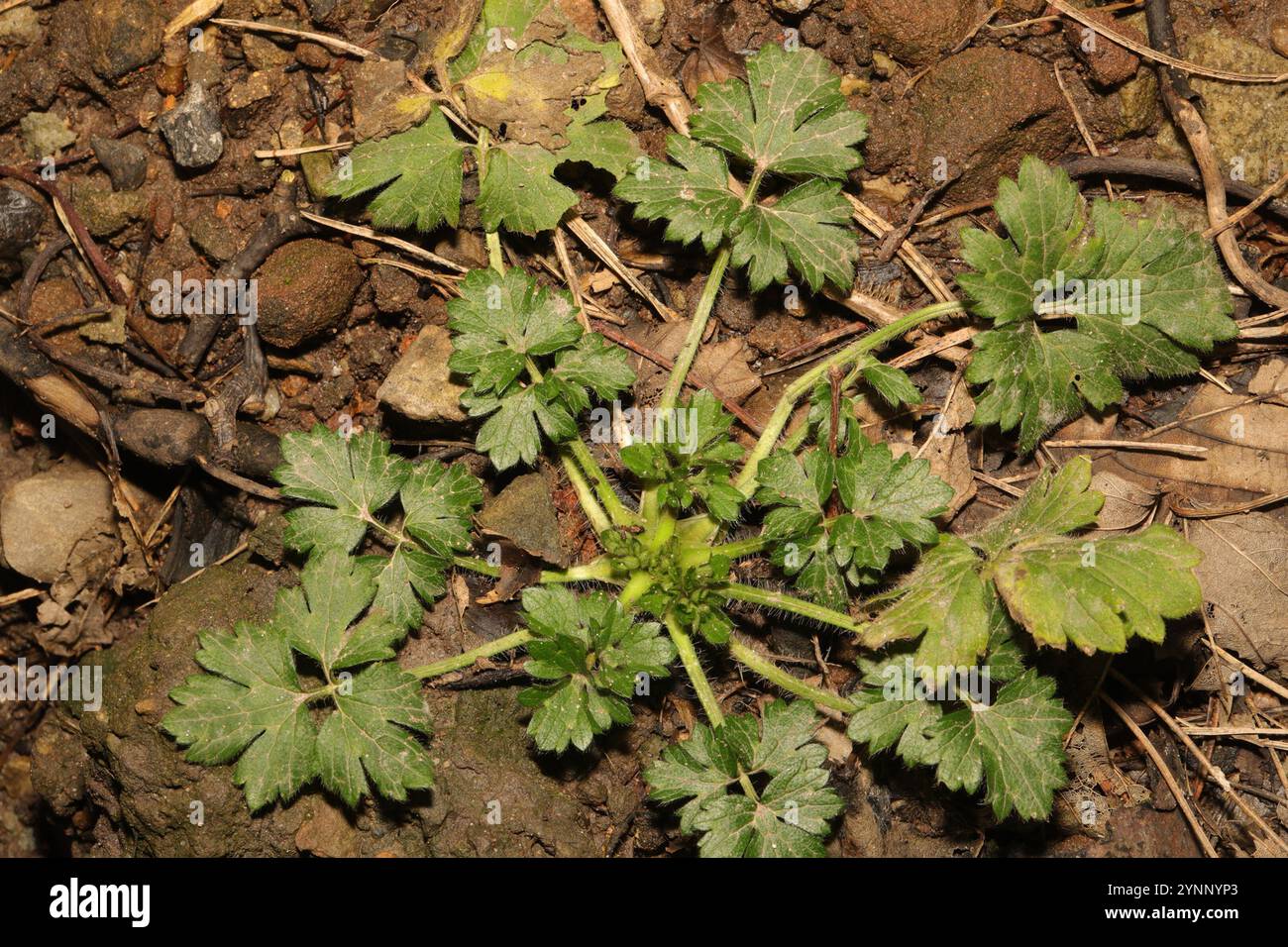 Creeping buttercup (Ranunculus repens Stock Photo - Alamy