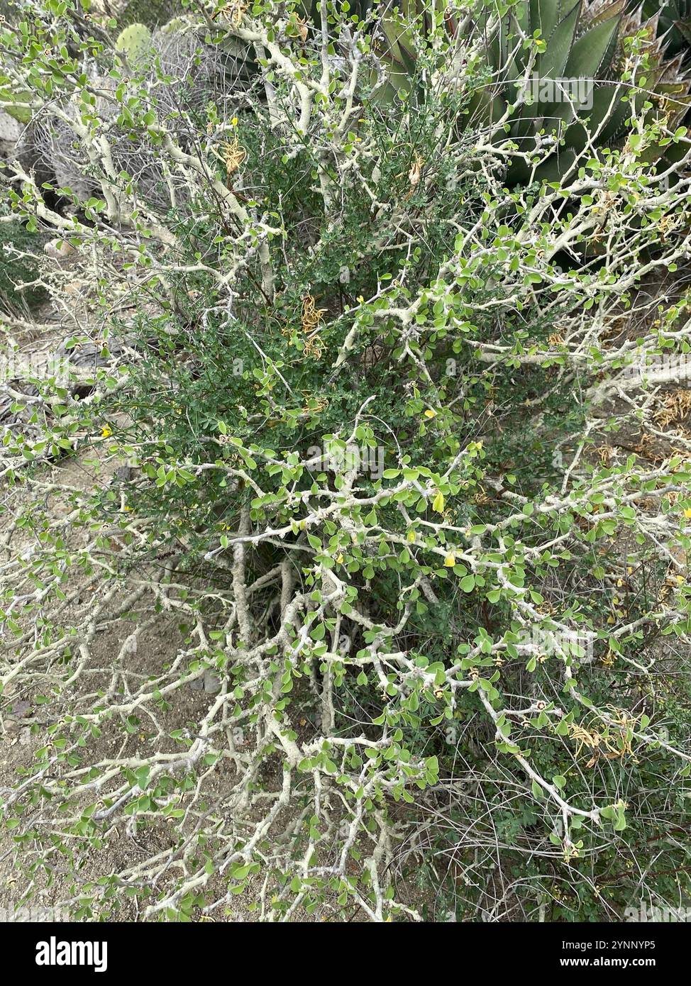 cliff spurge (Euphorbia misera Stock Photo - Alamy