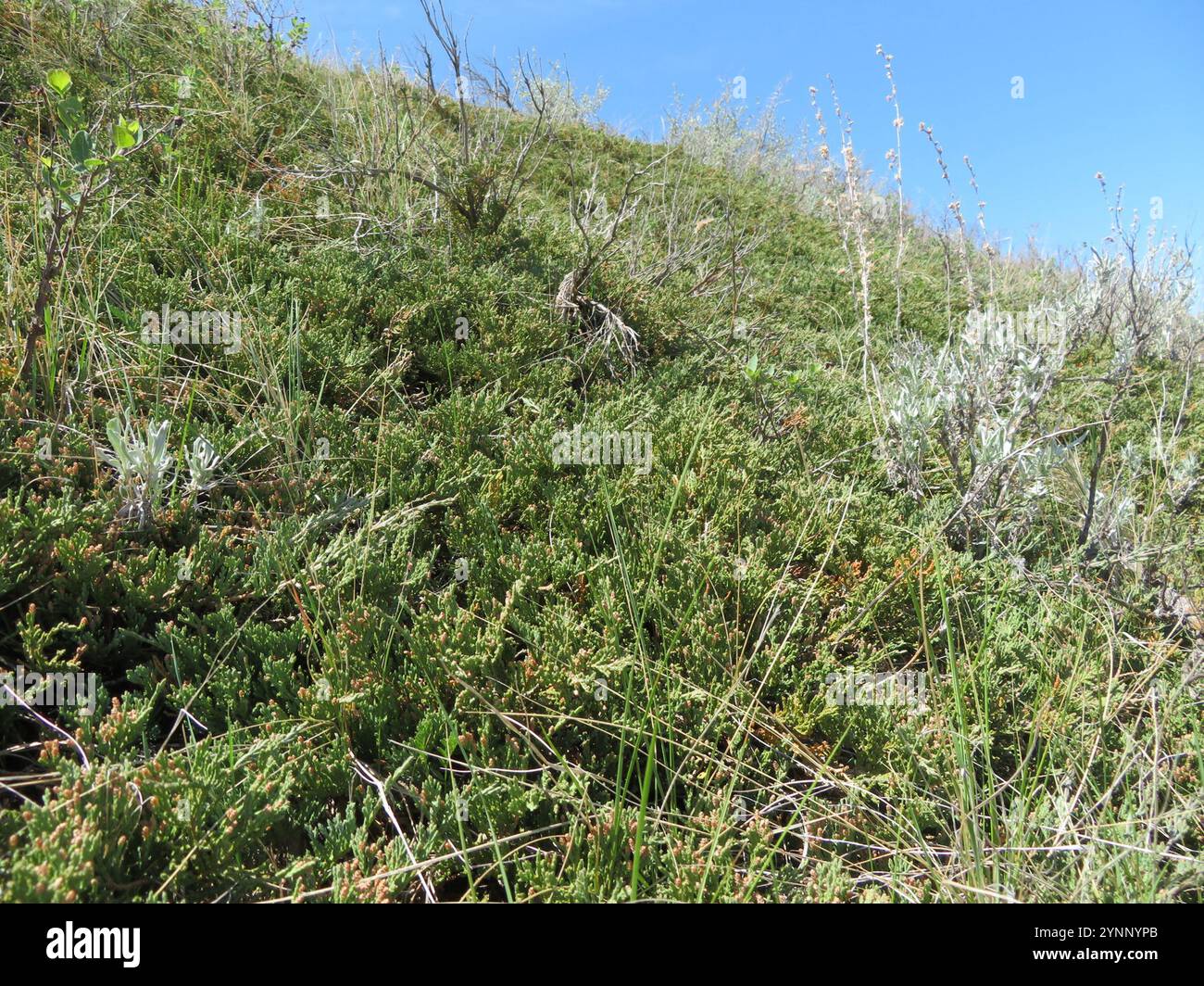 creeping juniper (Juniperus horizontalis Stock Photo - Alamy