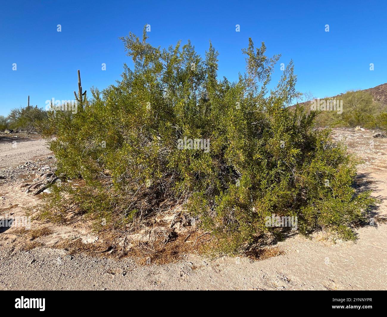 Creosote Bush (Larrea tridentata Stock Photo - Alamy