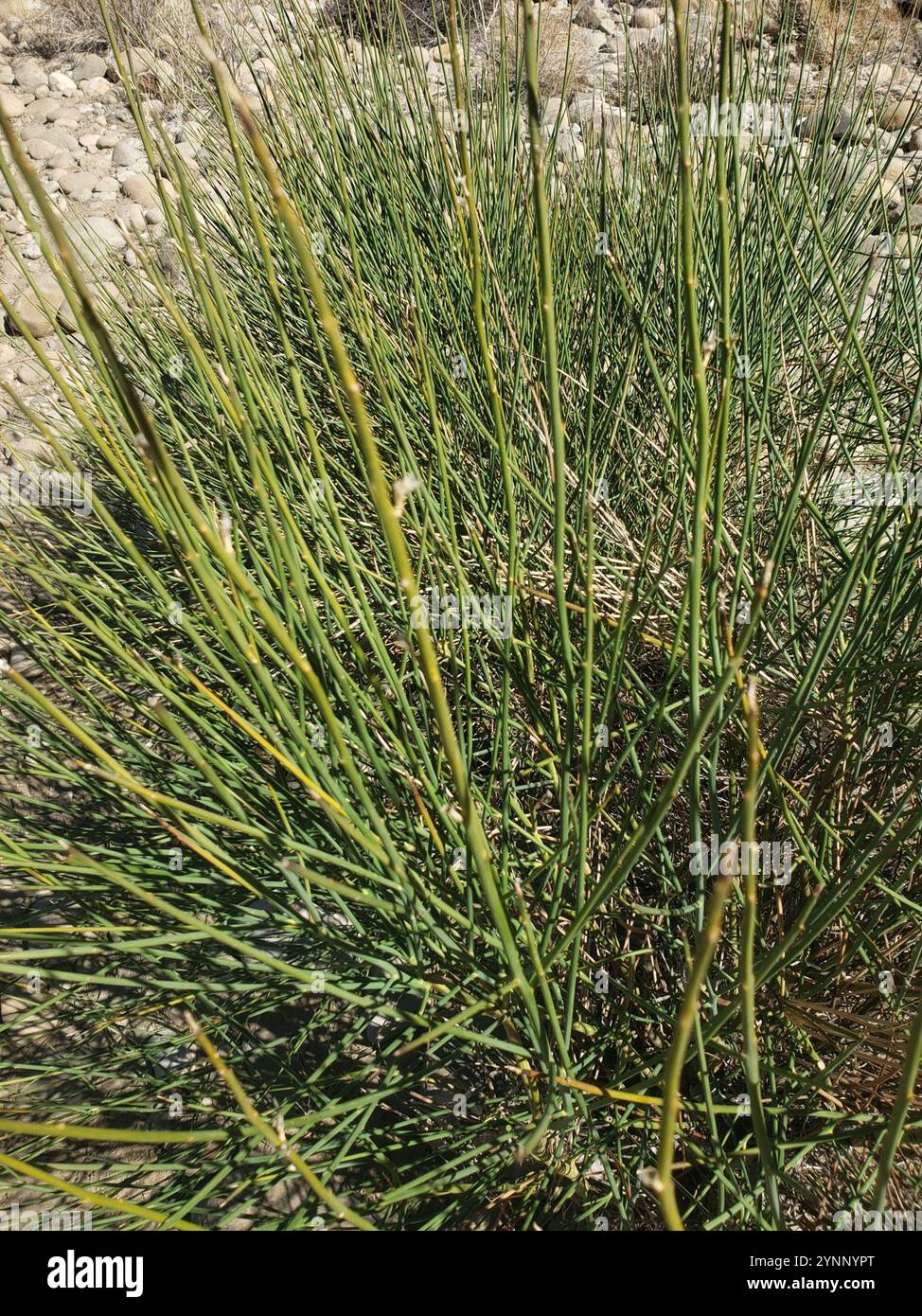 Scalebroom hi-res stock photography and images - Alamy