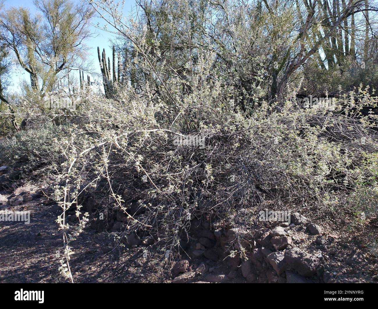 desert lavender (Condea emoryi Stock Photo - Alamy