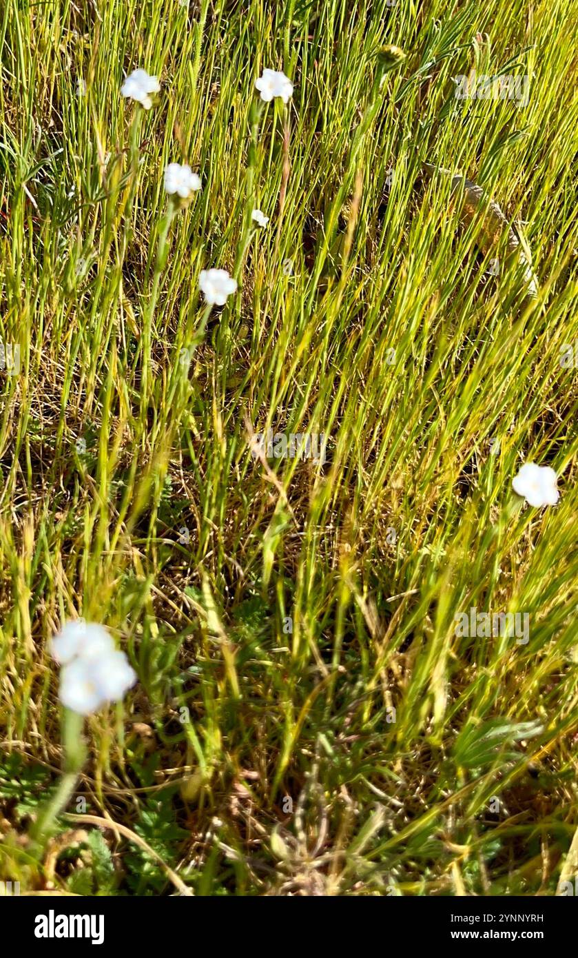 Rusty Popcornflower (Plagiobothrys nothofulvus Stock Photo - Alamy