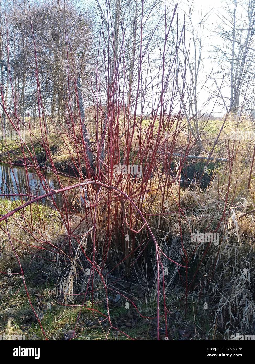 red osier dogwood (Cornus sericea Stock Photo - Alamy