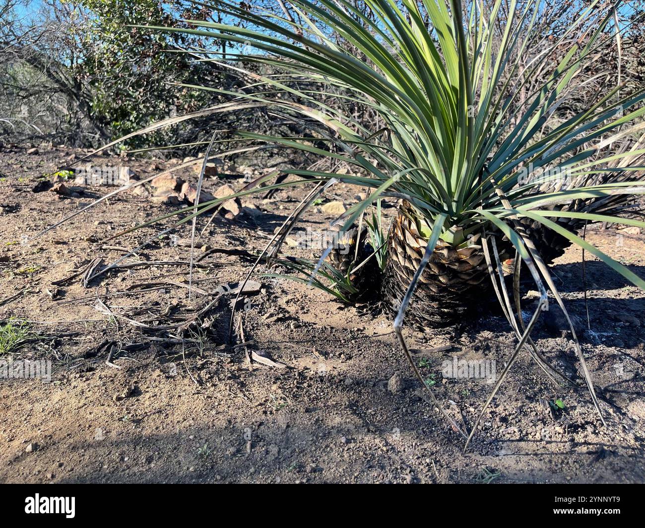 chaparral yucca (Hesperoyucca whipplei Stock Photo - Alamy