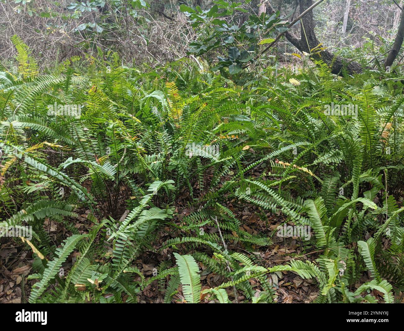 Fishbone Fern (Nephrolepis cordifolia Stock Photo - Alamy