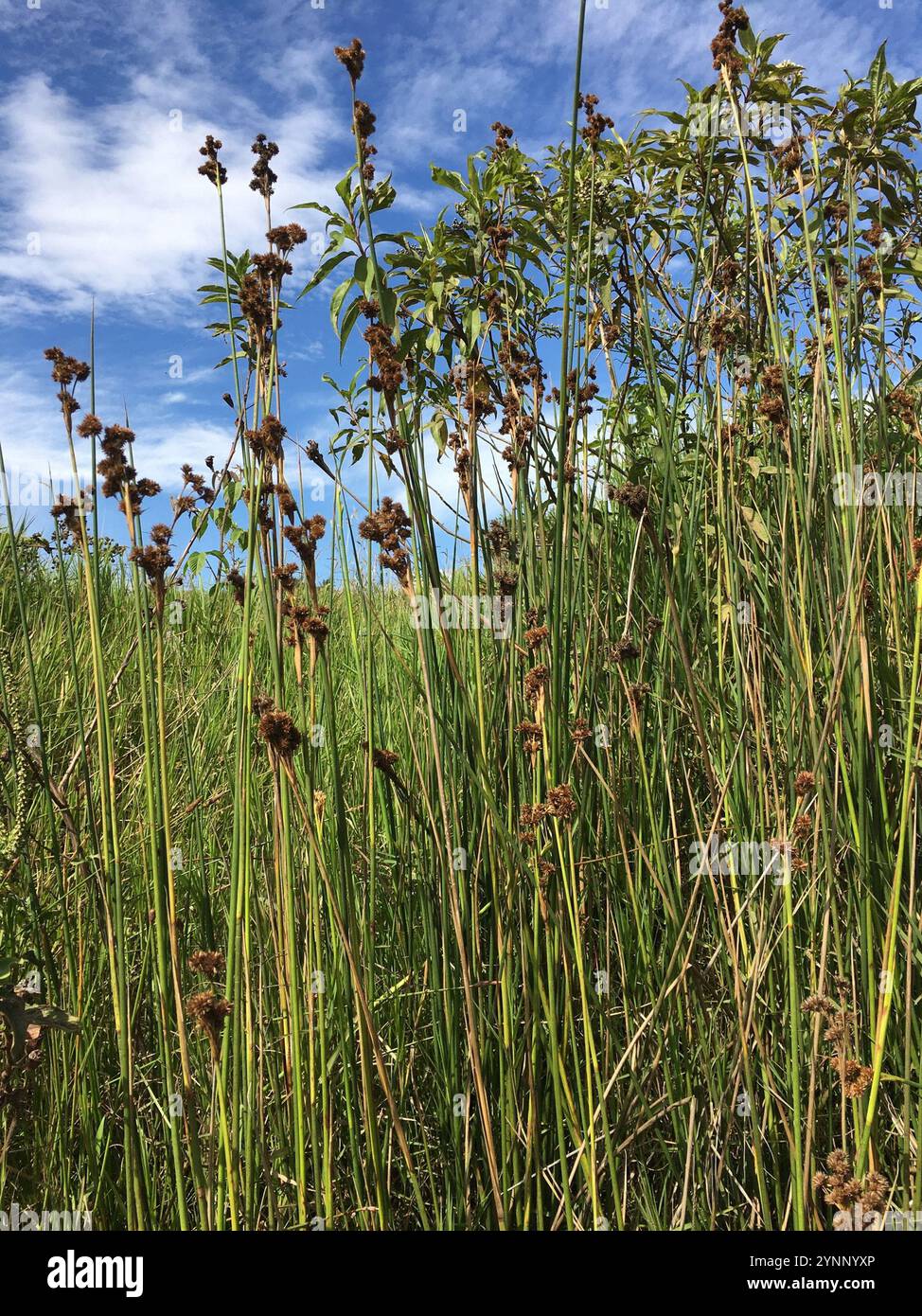 grasses, sedges, cattails, and allies (Poales Stock Photo - Alamy