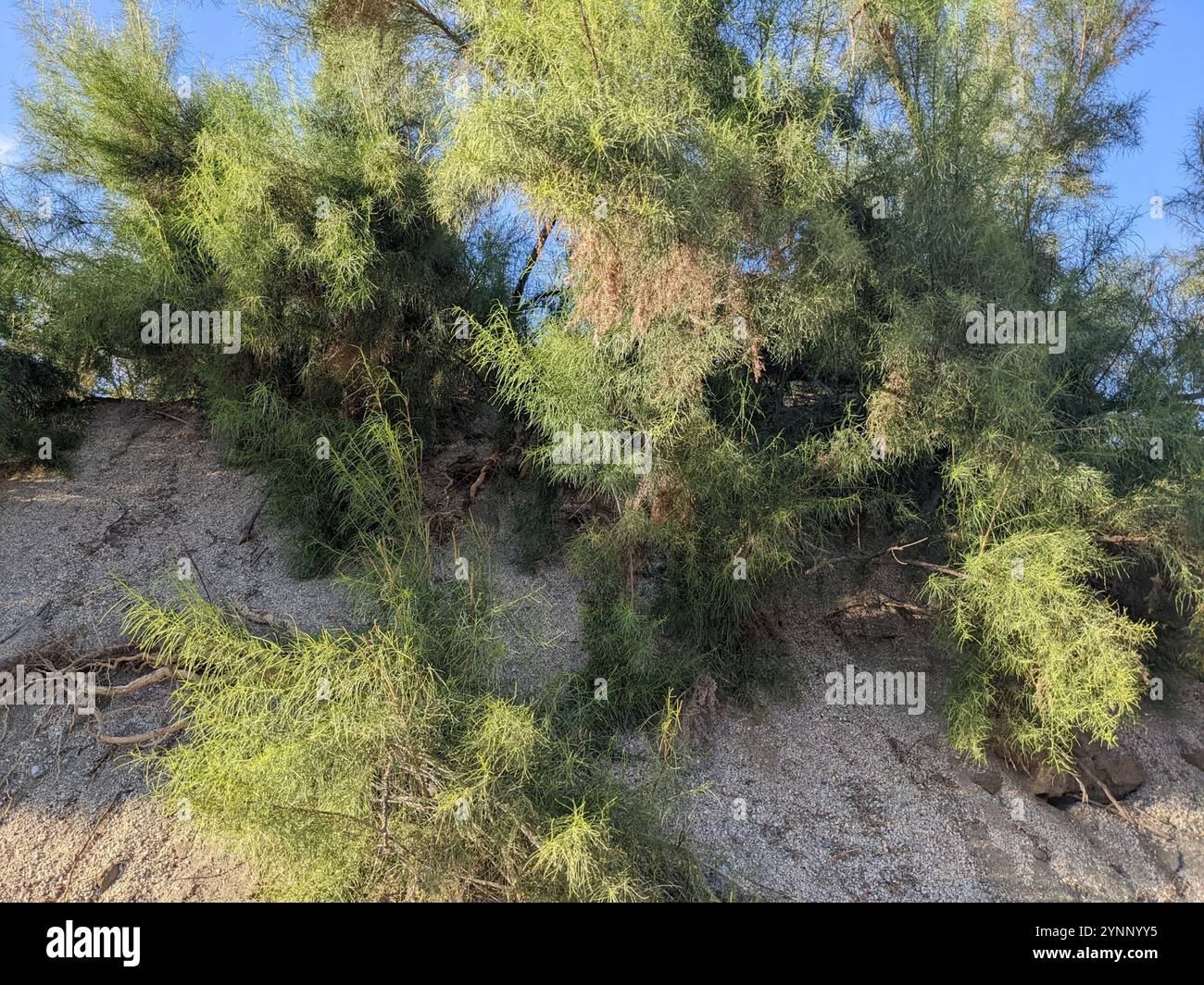 Singlewhorl Burrobrush (Ambrosia monogyra Stock Photo - Alamy