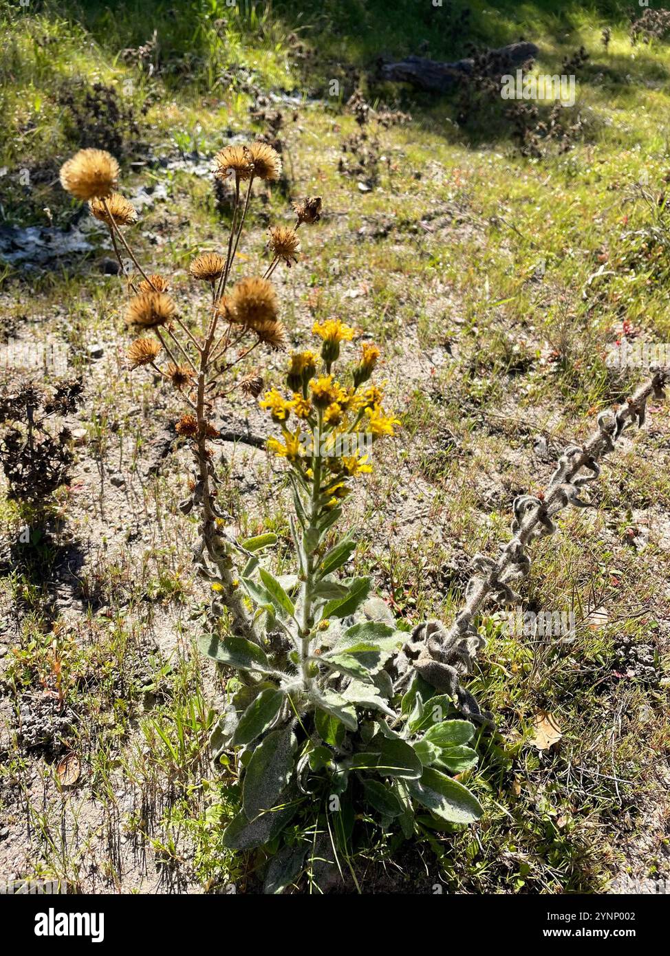 Telegraphweed (Heterotheca grandiflora Stock Photo - Alamy