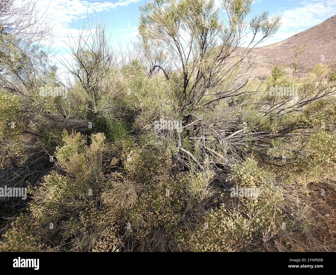 Desert Broom (Baccharis sarothroides Stock Photo - Alamy