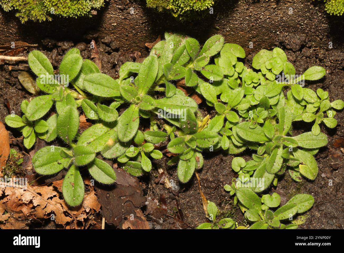 Common mouse-ear chickweed (Cerastium fontanum Stock Photo - Alamy