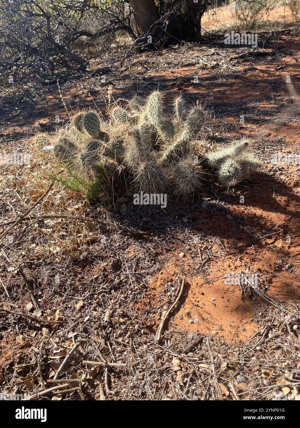 Mojave Pricklypear (Opuntia polyacantha erinacea Stock Photo - Alamy