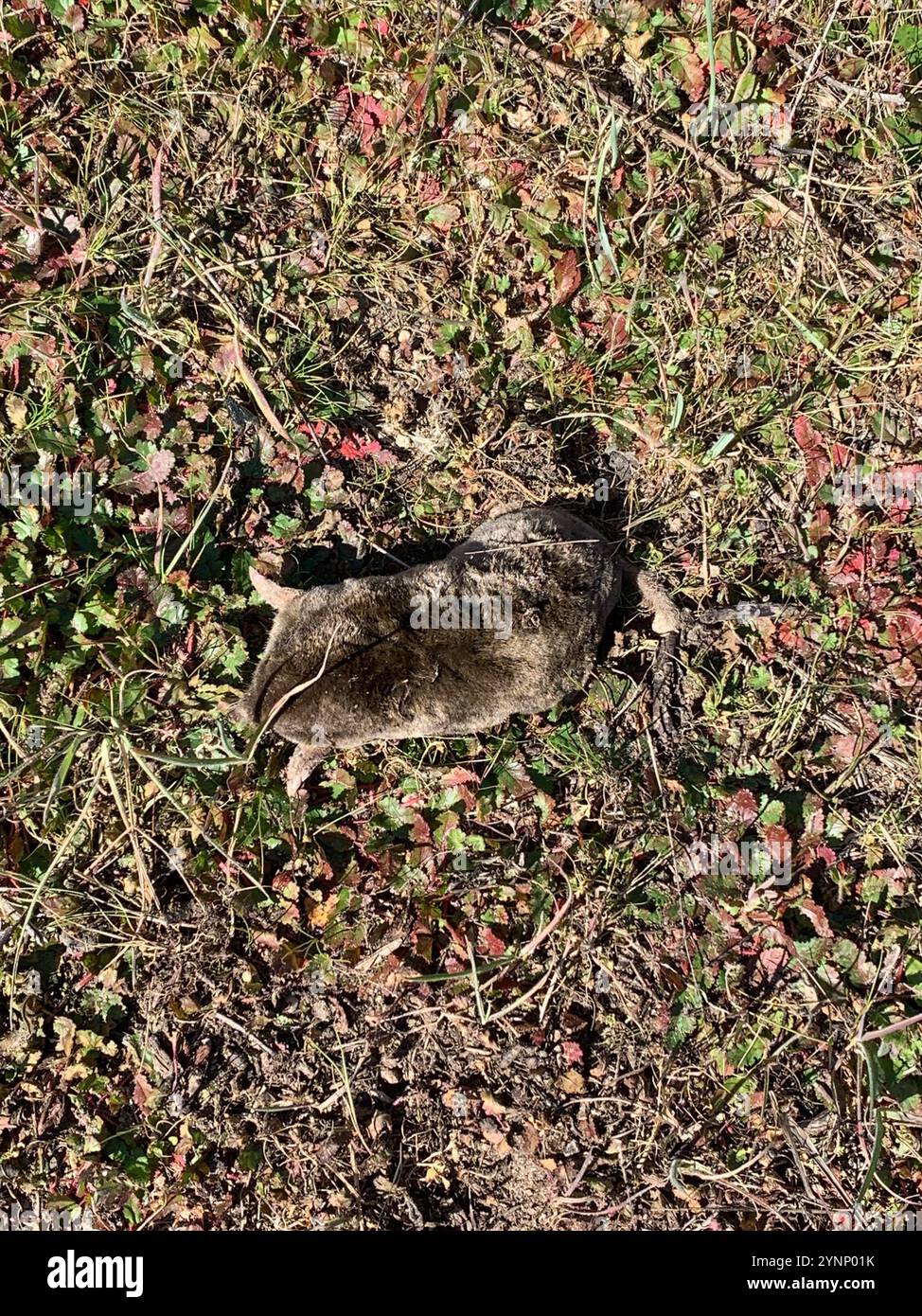 Broad-footed Mole (Scapanus latimanus Stock Photo - Alamy