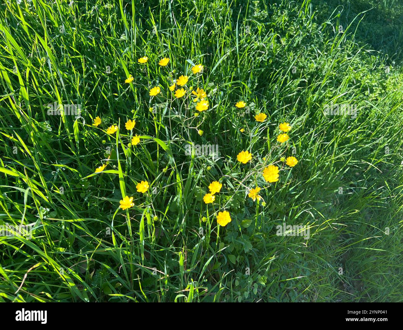 California buttercup (Ranunculus californicus Stock Photo - Alamy