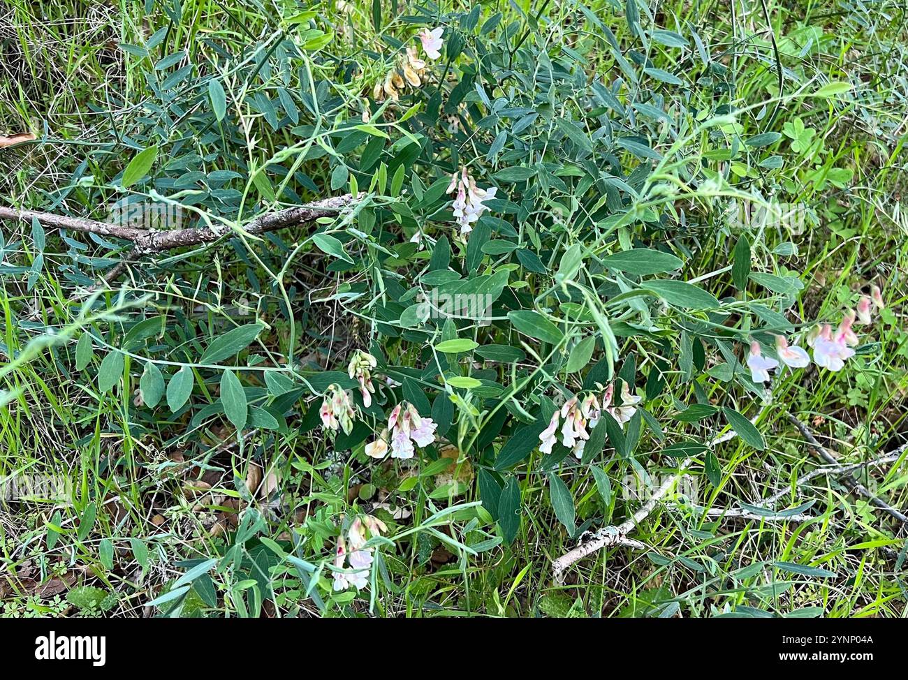 Pacific pea (Lathyrus vestitus Stock Photo - Alamy