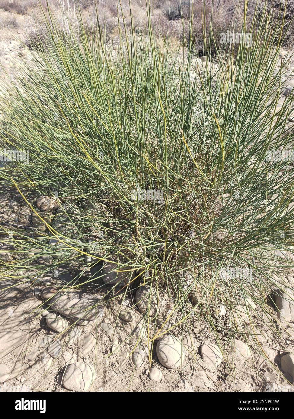 Scalebroom hi-res stock photography and images - Alamy