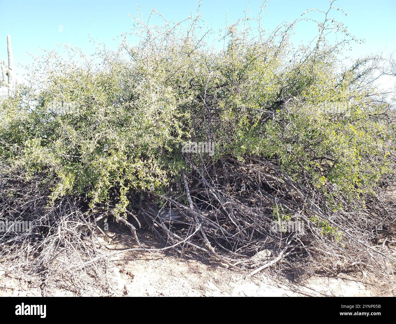 spiny hackberry (Celtis pallida Stock Photo - Alamy