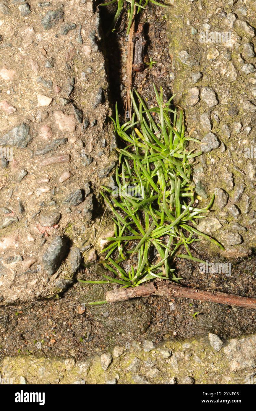 Procumbent Pearlwort (Sagina procumbens Stock Photo - Alamy