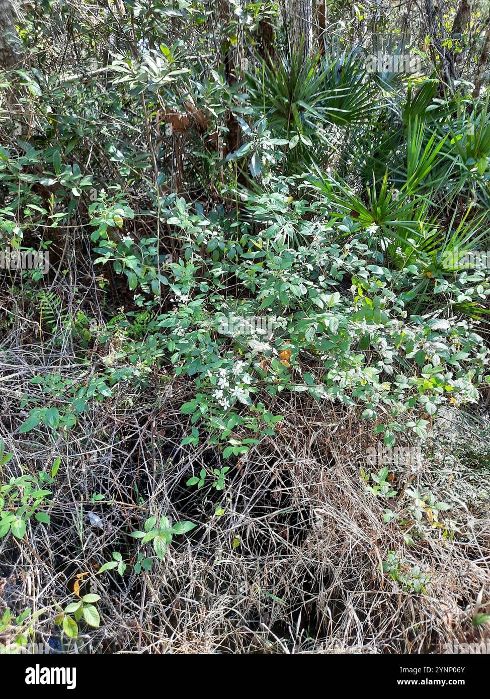 Pensilvanicus hi-res stock photography and images - Alamy