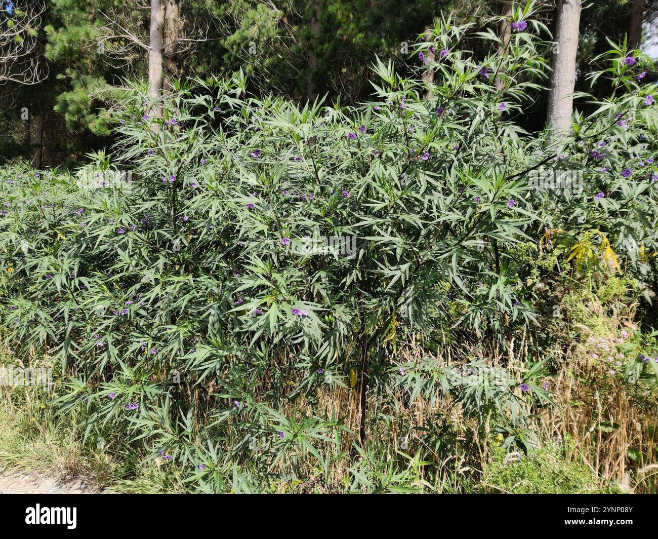kangaroo-apple (Solanum laciniatum Stock Photo - Alamy