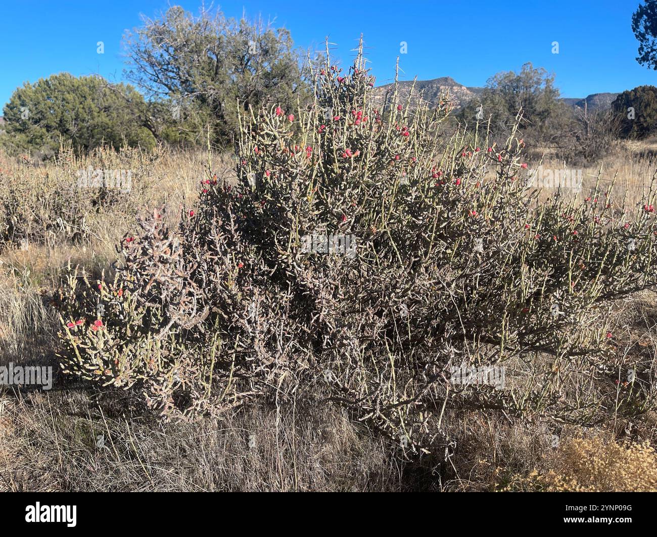 Christmas cholla (Cylindropuntia leptocaulis Stock Photo - Alamy