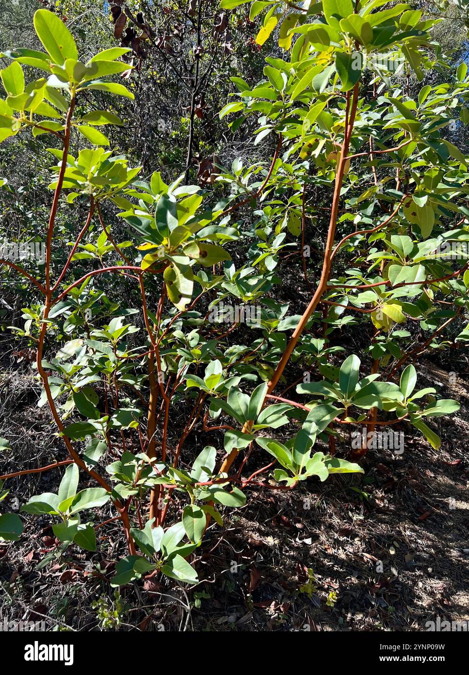 Pacific madrone (Arbutus menziesii Stock Photo - Alamy