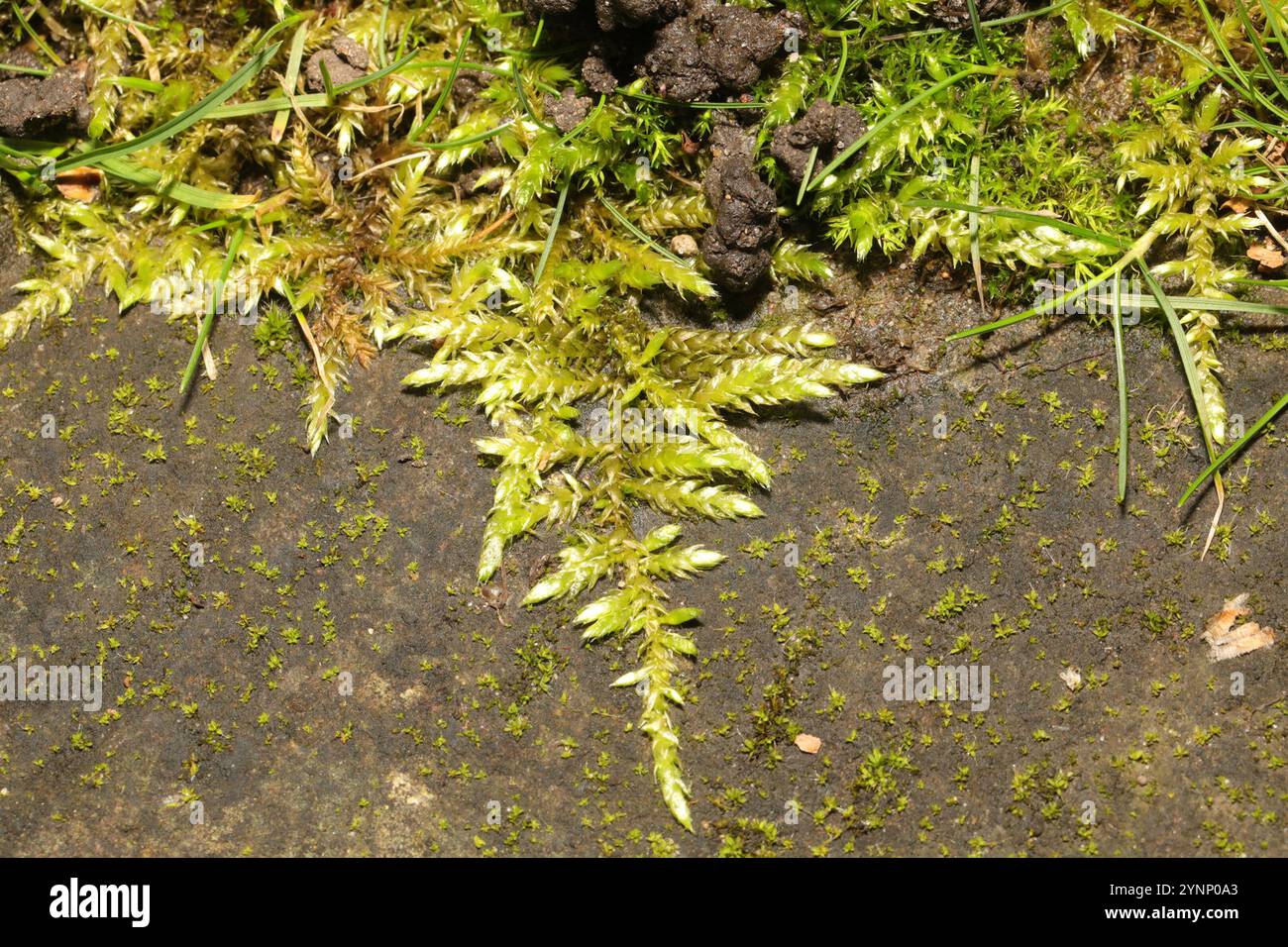 Rough-stalked Feather-moss (Brachythecium rutabulum Stock Photo - Alamy
