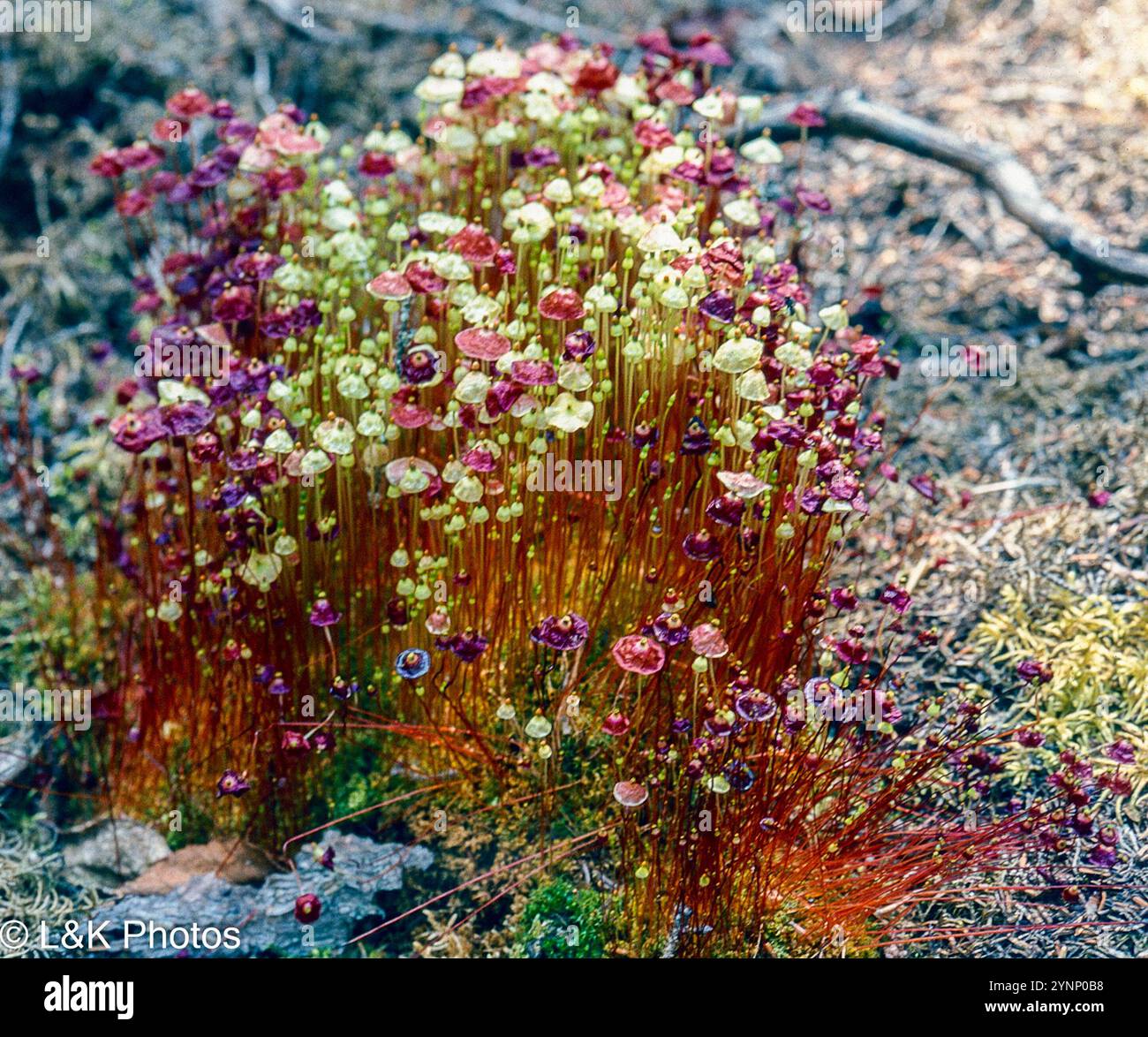 Yellow Moosedung Moss (Splachnum luteum Stock Photo - Alamy