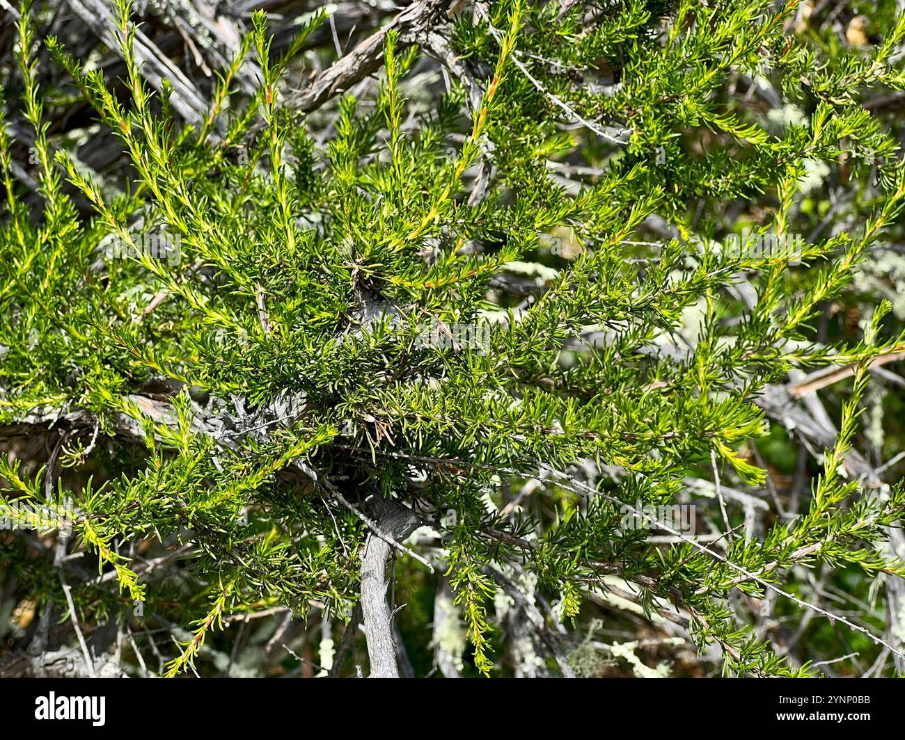chamise (Adenostoma fasciculatum Stock Photo - Alamy