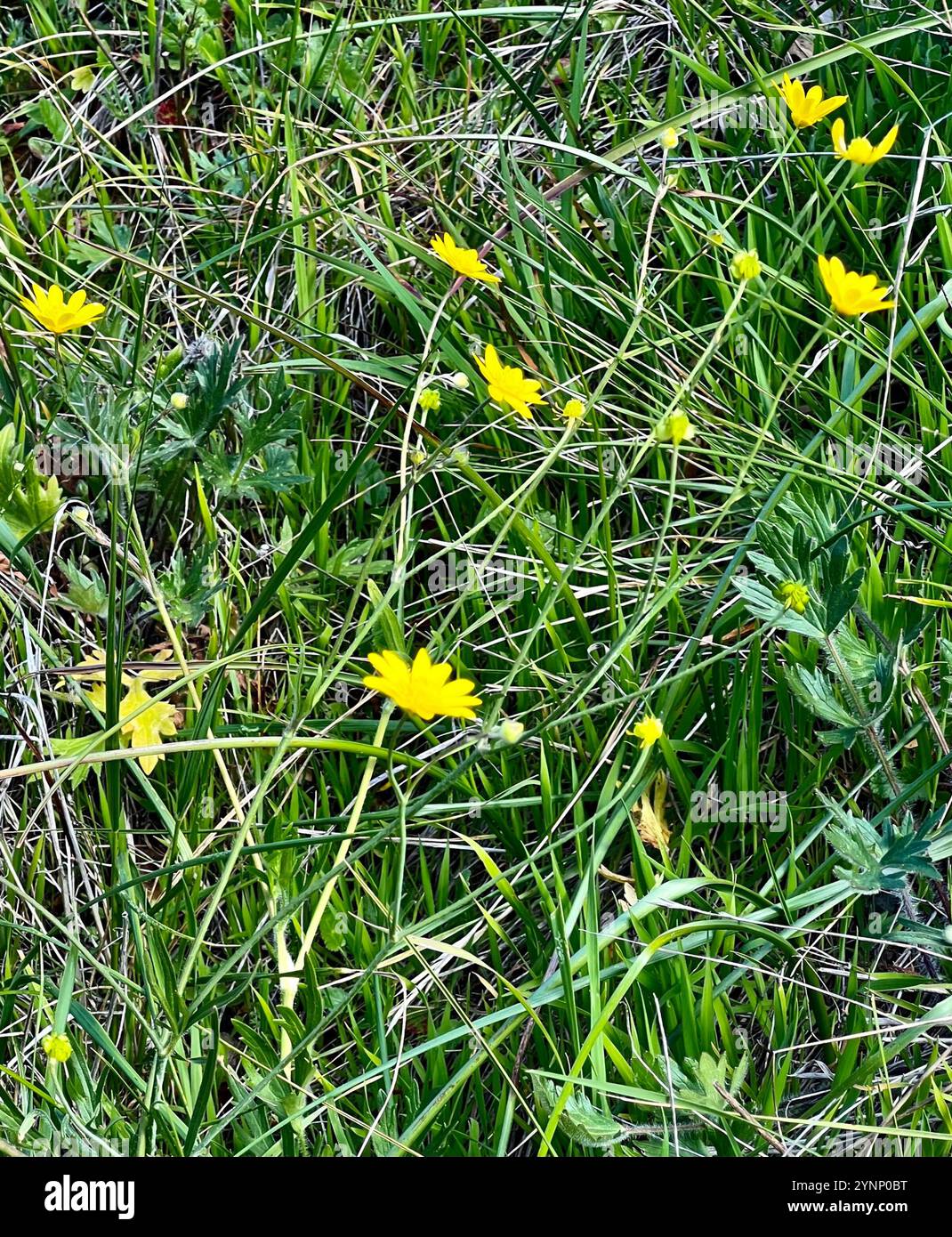 California buttercup (Ranunculus californicus Stock Photo - Alamy