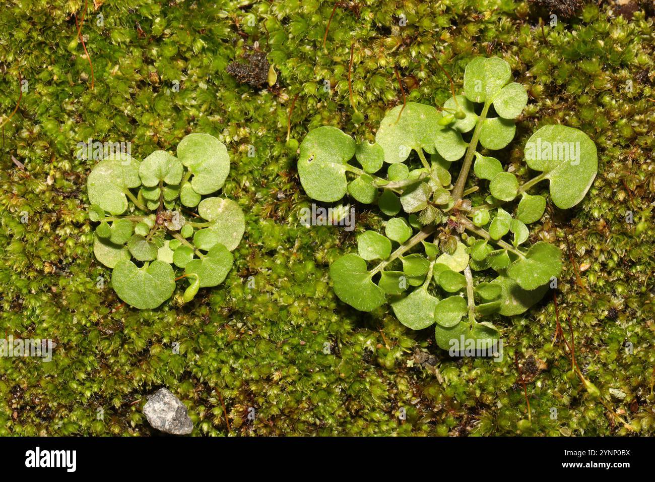hairy bittercress (Cardamine hirsuta Stock Photo - Alamy