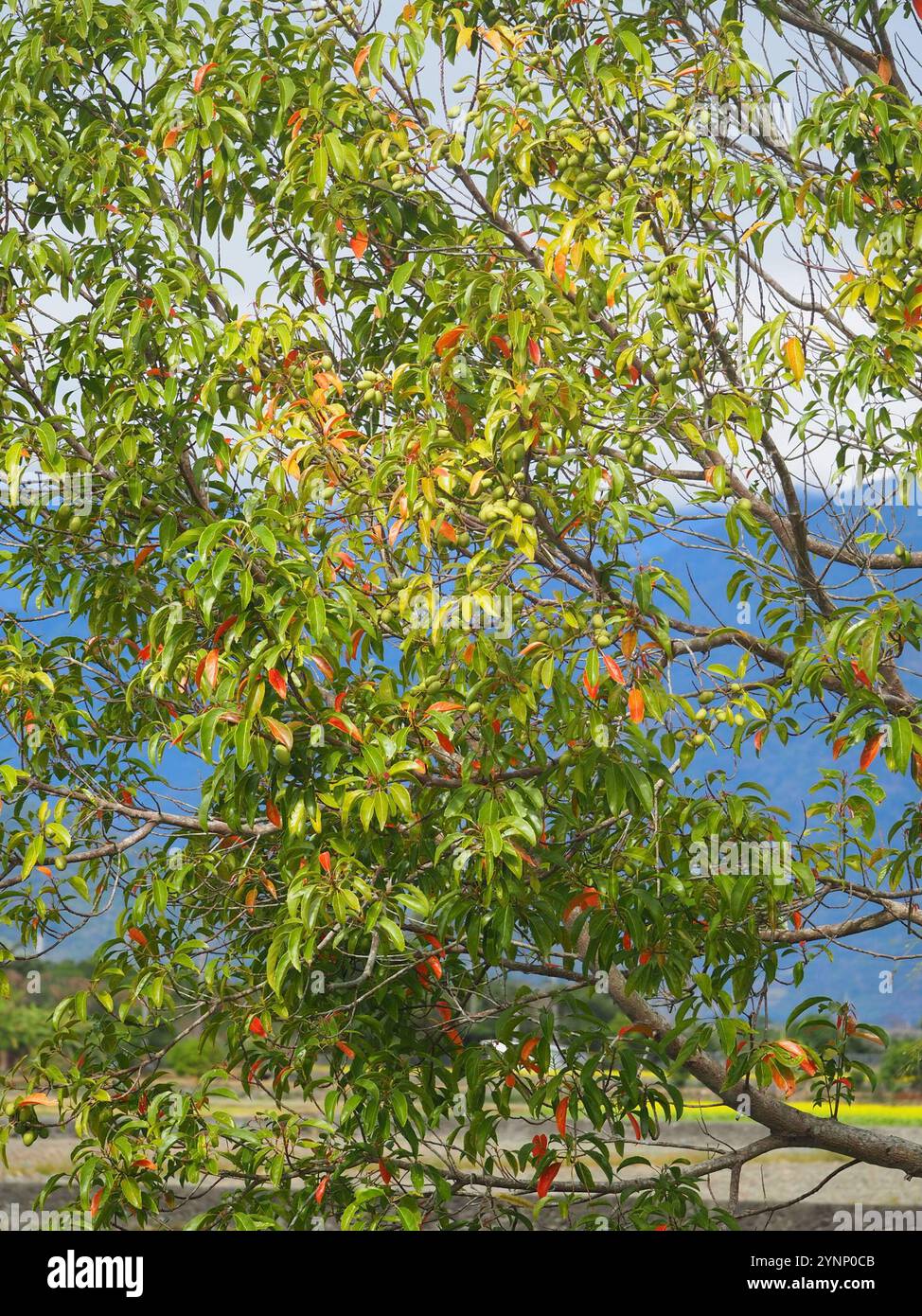 Ceylon olive (Elaeocarpus serratus Stock Photo - Alamy