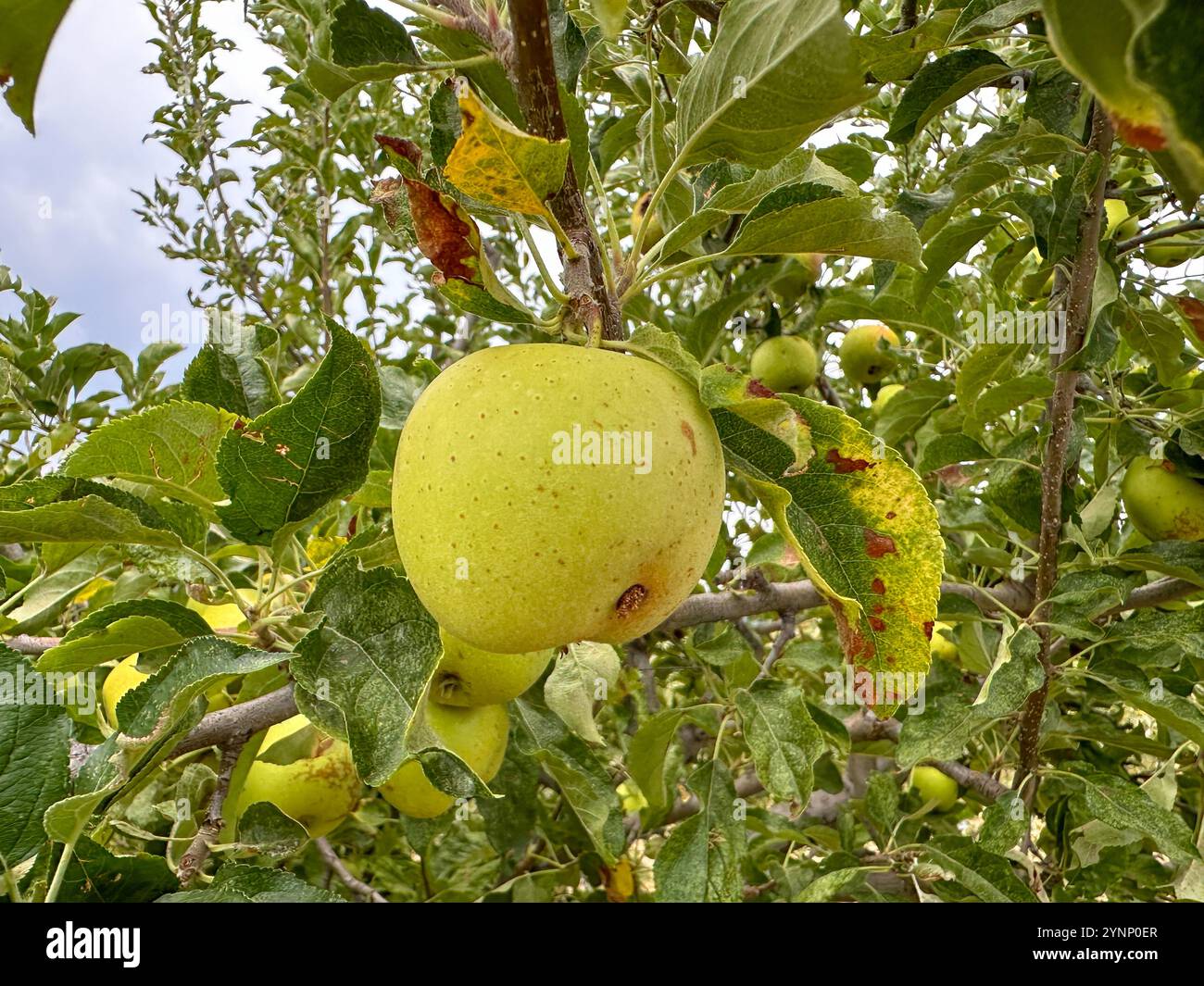 Apple orchard, rows of apple trees full of fruit ready for picking ...