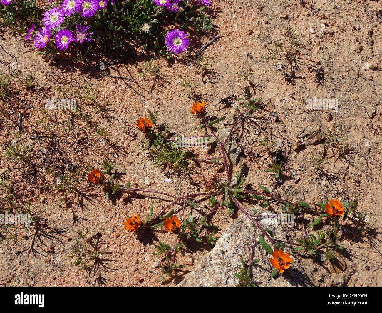 Beetle Daisy (Gorteria diffusa diffusa Stock Photo - Alamy