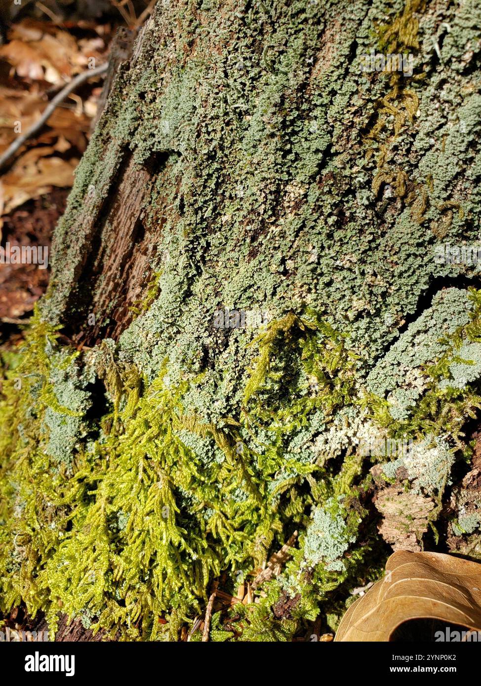 common lichens (Lecanoromycetes Stock Photo - Alamy