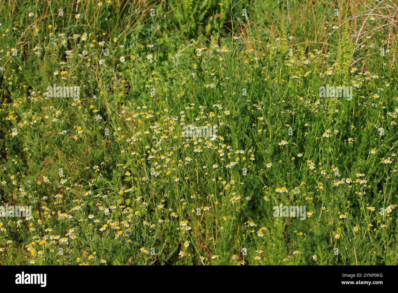 scentless mayweed (Tripleurospermum inodorum Stock Photo - Alamy